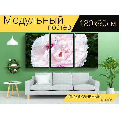 Модульный постер "Пионы, цветы, розовый" 180 x 90 см. для интерьера