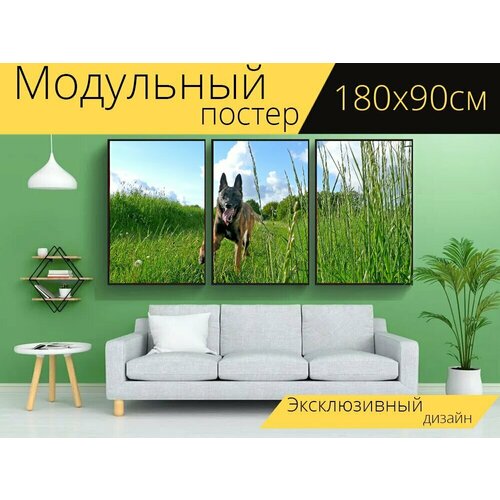 Модульный постер "Собака, малинуа, бельгийская овчарка" 180 x 90 см. для интерьера