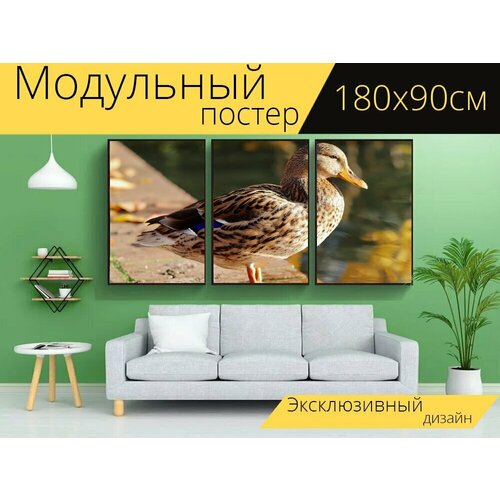 Модульный постер "Утка, кряква, водоплавающая птица" 180 x 90 см. для интерьера