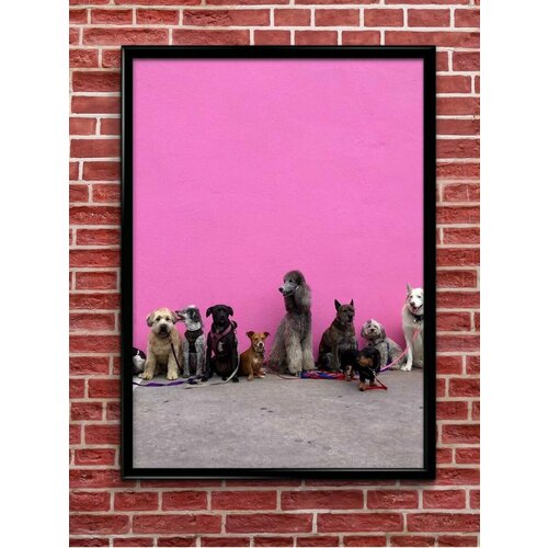 Плакат, Постер на стену "Собаки" формат А3 30*40
