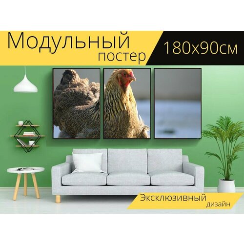 Модульный постер "Курица брама, курица, ферма" 180 x 90 см. для интерьера