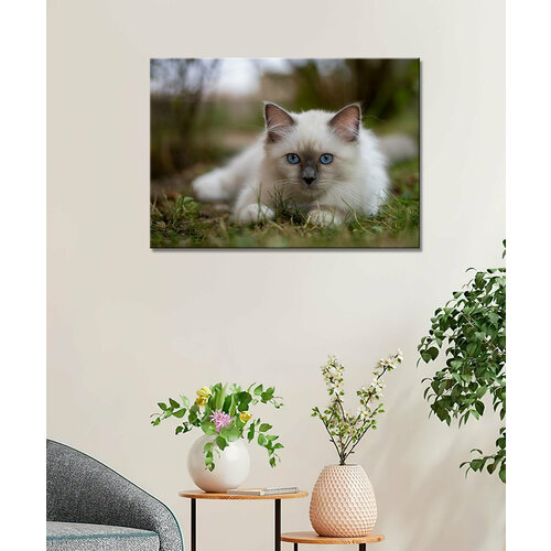 Картина - бирманская кошка, кот, белая шерсть, пушистая кошка, ласковая кошка (13) 30х40
