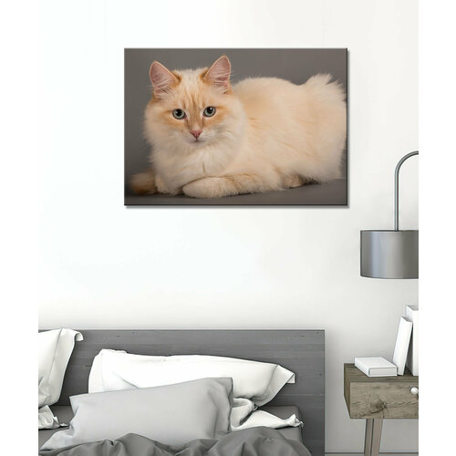 Картина - бирманская кошка, кот, белая шерсть, пушистая кошка, ласковая кошка (8) 60х80