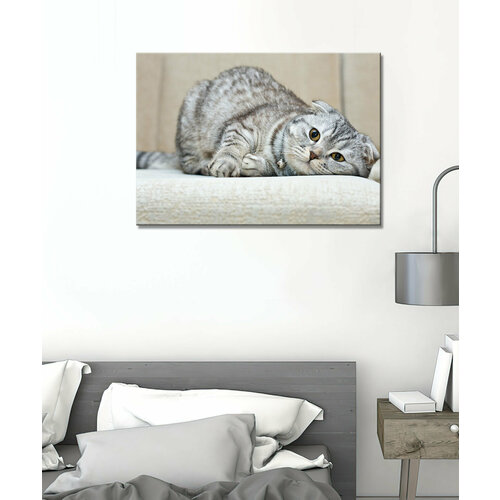 Картина - кошка, шотландская вислоухая кошка, домашняя кошка, ласковая кошка, кот (247) 40х60