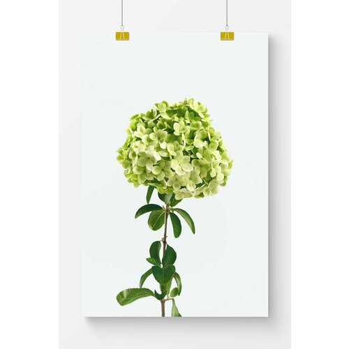 Постер для интерьера Postermarkt, 60х90 см в тубусе, постер Растение #50