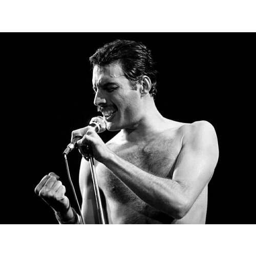 Плакат, постер на холсте Freddie Mercury/Фредди Меркьюри/музыкальные/поп исполнитель/артист/поп-звезда/группа. Размер 60 х 84 см