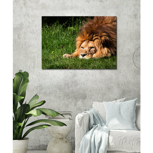 Картина - Лев, лев царь зверей, лев хищник, красивый лев, милый лев лежит (23) 20х30