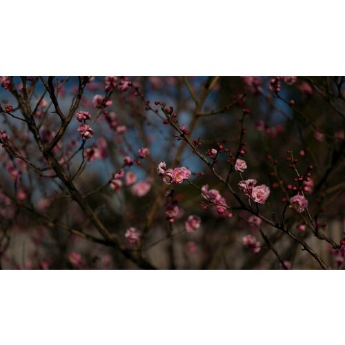 Картина на холсте 110x60 LinxOne "Цветы Сакура Макро Ветки Розовый" интерьерная для дома / на стену / на кухню / с подрамником