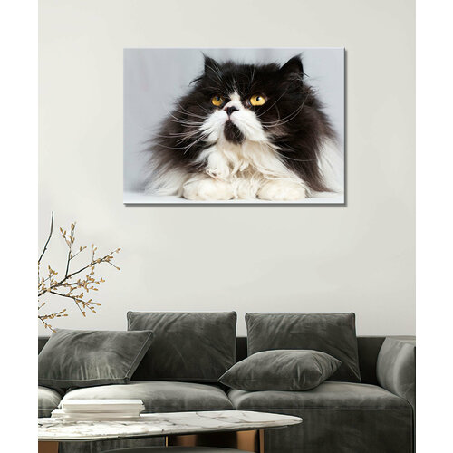 Картина - кошка, персидская кошка, домашняя кошка, ласковая кошка, кот (297) 40х60