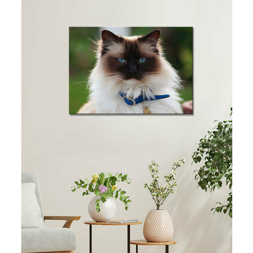 Картина - бирманская кошка, кот, белая шерсть, пушистая кошка, ласковая кошка (22) 60х80
