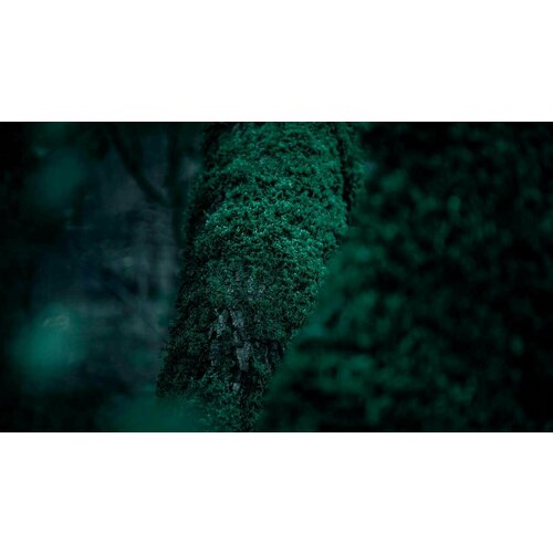 Картина на холсте 60x110 Альянс Лес "Мох растительность листья" на подрамнике / интерьер/ декор