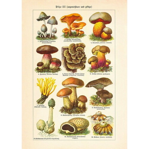 Плакат, постер на бумаге грибы несъедобные тип2/рисунки грибов/ботанические/мухоморы/ботаническая иллюстрация. Размер 21 х 30 см