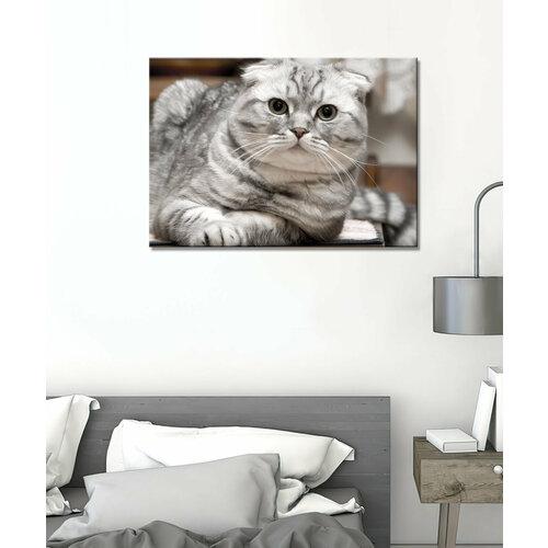 Картина - кошка, шотландская вислоухая кошка, домашняя кошка, ласковая кошка, кот (236) 50х70