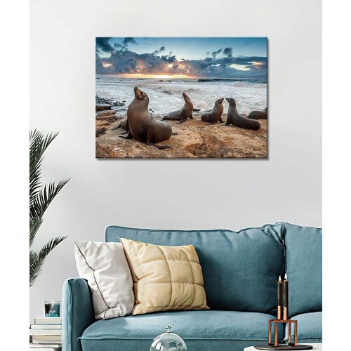 Картина - Морской котик, милый морской котик, ластоногий морской котик, морской котик хищник (26) 20х30