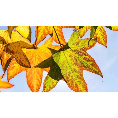 Картина на холсте 60x110 LinxOne "Листья макро небо осень" интерьерная для дома / на стену / на кухню / с подрамником
