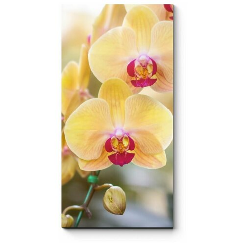 Модульная картина Чарующая орхидея 50x100