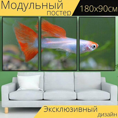 Модульный постер "Аквариум, тропические рыбы, рыбы" 180 x 90 см. для интерьера