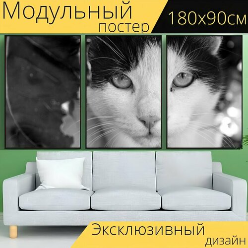 Модульный постер "Кот, животное, глаза" 180 x 90 см. для интерьера