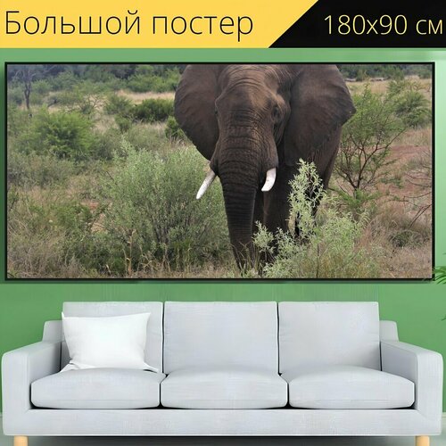 Большой постер "Африканец, слон, бык" 180 x 90 см. для интерьера