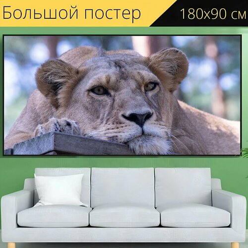 Большой постер "Лев, львица, дикая природа" 180 x 90 см. для интерьера