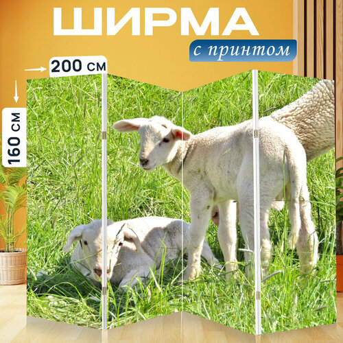 Ширма перегородка с принтом "Овец, мериносовые овцы, ягнята" на холсте - 200x160 см. для зонирования, раскладная