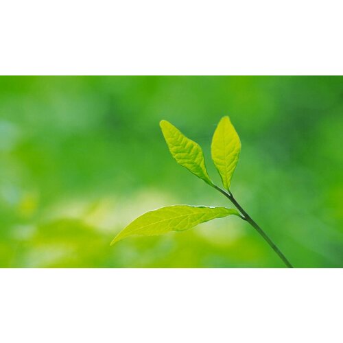 Картина на холсте 60x110 LinxOne "Зеленые лист листочки лето" интерьерная для дома / на стену / на кухню / с подрамником