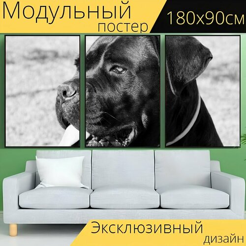 Модульный постер "Кане корсо, собака, портрет" 180 x 90 см. для интерьера