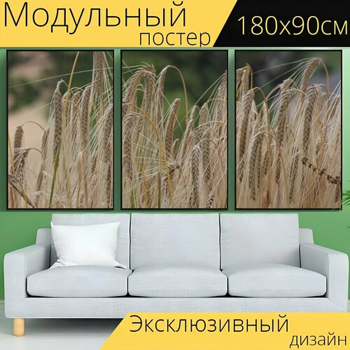 Модульный постер "Пшеница, ухо, поле" 180 x 90 см. для интерьера