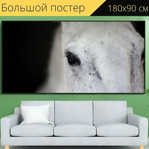 Большой постер "Лошадь, белый, красивая" 180 x 90 см. для интерьера