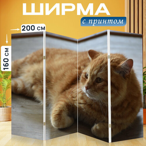 Ширма перегородка с принтом "Кот, рыжий, полосатый" на холсте - 200x160 см. для зонирования, раскладная