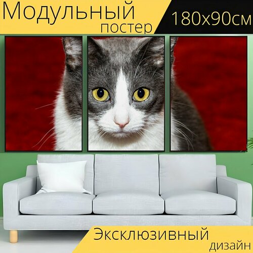 Модульный постер "Кот, домашняя кошка, домашнее животное" 180 x 90 см. для интерьера