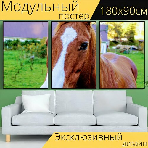Модульный постер "Лошадь, конный спорт, грива" 180 x 90 см. для интерьера