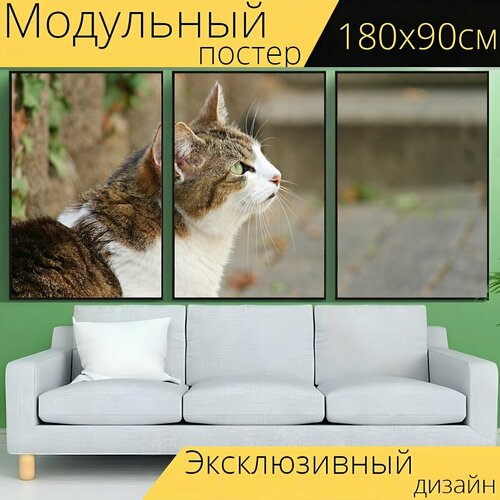 Модульный постер "Кот, домашняя кошка, котенок" 180 x 90 см. для интерьера