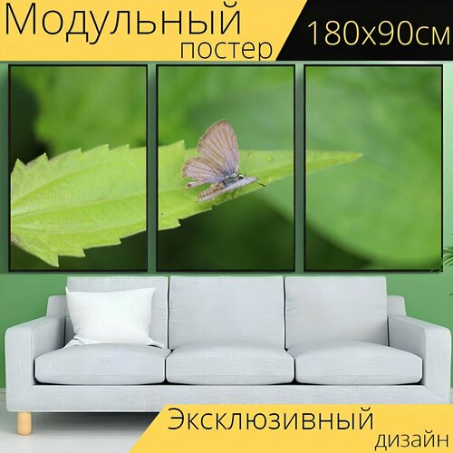 Модульный постер "Бабочка, насекомое, зеленые листья" 180 x 90 см. для интерьера