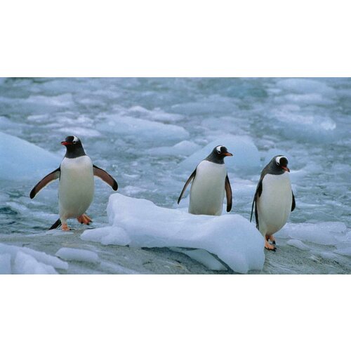 Картина на холсте 60x110 LinxOne "Животные Пингвины Север Линукс Три" интерьерная для дома / на стену / на кухню / с подрамником
