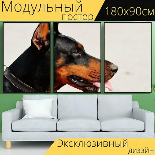 Модульный постер "Доберман, собака, домашний питомец" 180 x 90 см. для интерьера