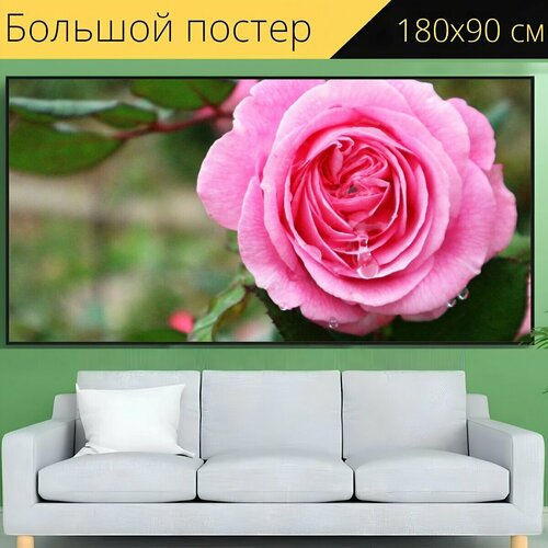 Большой постер "Роуз, цвести, сад" 180 x 90 см. для интерьера