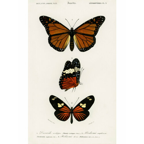 Плакат, постер на бумаге Разновидность бабочек. Размер 21 х 30 см