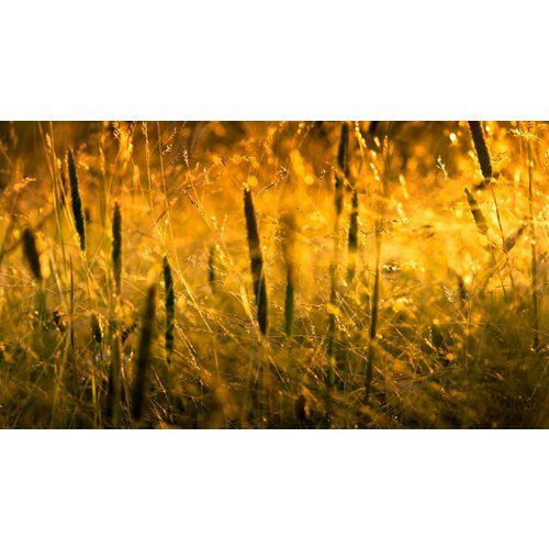 Картина на холсте 60x110 Альянс Лес "Свет макро природа трава солнце" на подрамнике / интерьер/ декор
