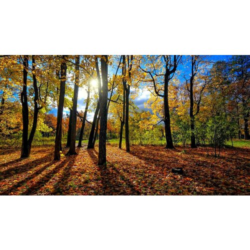 Картина на холсте 60x110 LinxOne "Листья осень солнце стволы" интерьерная для дома / на стену / на кухню / с подрамником