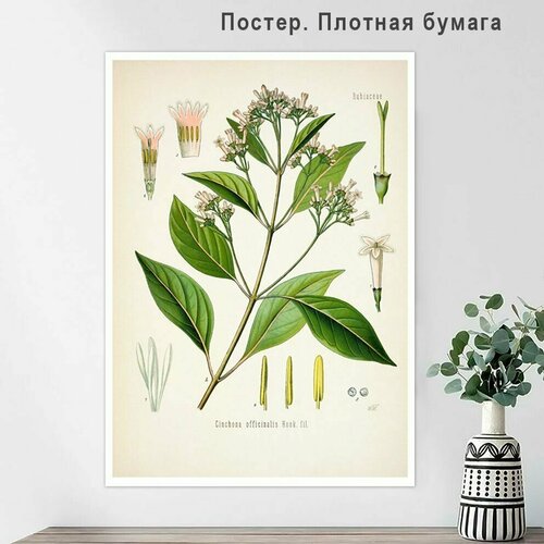Постер, плакат Ботанические растения из иллюстраций 50х70см