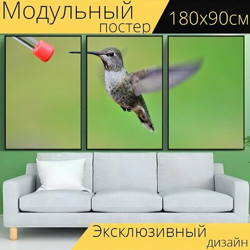 Модульный постер "Колибри, летающий, кормушки для птиц" 180 x 90 см. для интерьера