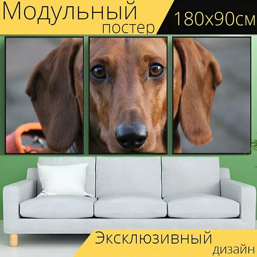 Модульный постер "Такса, собака, домашний питомец" 180 x 90 см. для интерьера