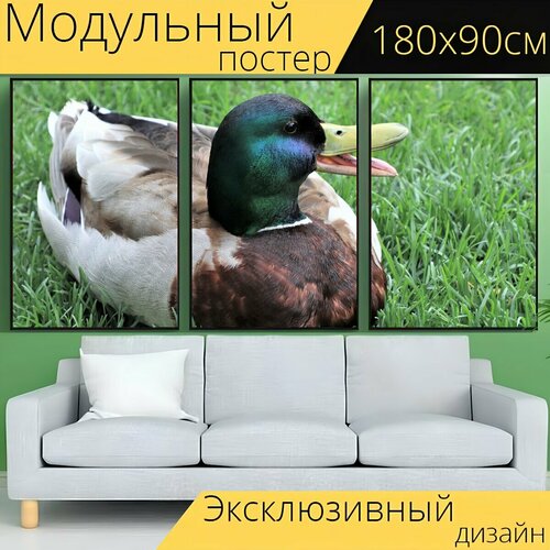 Модульный постер "Утка, портрет, природа" 180 x 90 см. для интерьера