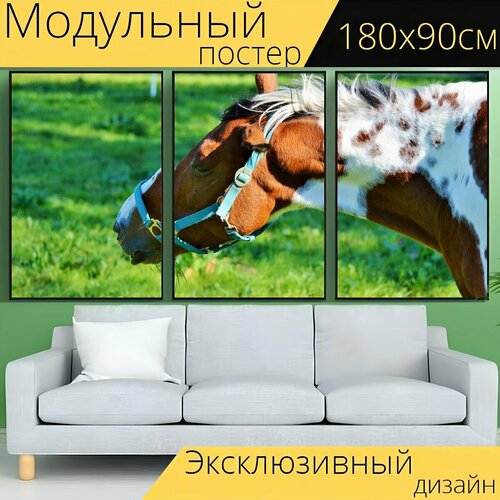 Модульный постер "Лошадь, езда на лошади, конный спорт" 180 x 90 см. для интерьера