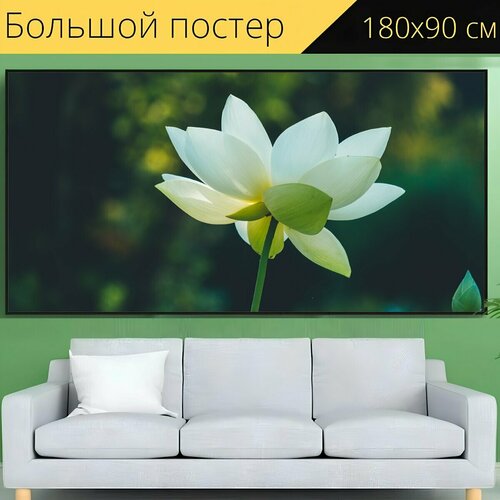 Большой постер "Цветок лотоса, белый, цветок" 180 x 90 см. для интерьера