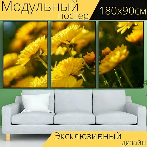 Модульный постер "Хризантемы, желтые цветы, цвести" 180 x 90 см. для интерьера