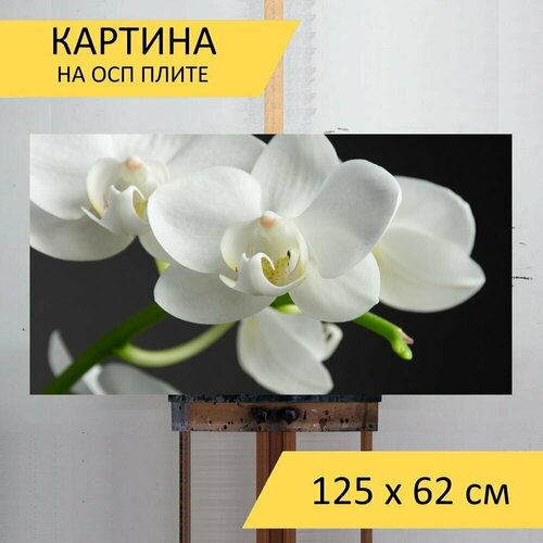 Картина на ОСП 125х62 см. "Цветок, природа, орхидея" горизонтальная, для интерьера, с креплениями