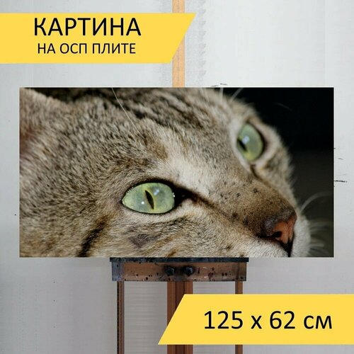 Картина на ОСП 125х62 см. "Кошка, лапы, усы" горизонтальная, для интерьера, с креплениями