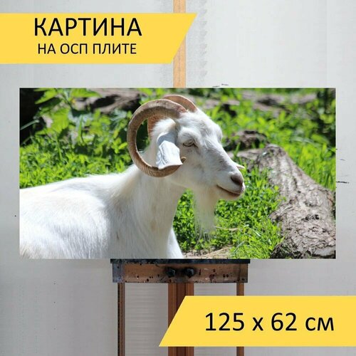Картина на ОСП 125х62 см. "Коза, белая коза, животное" горизонтальная, для интерьера, с креплениями